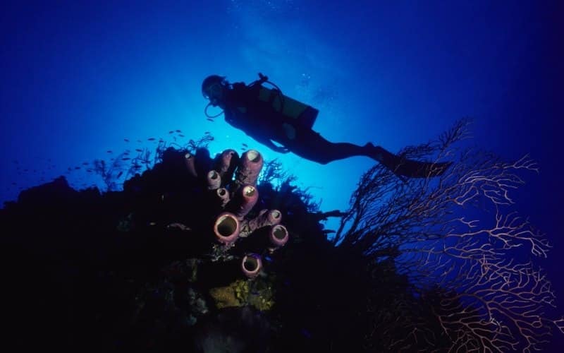 A Career in Underwater Exploration : Is it for You? - The Marine Learners